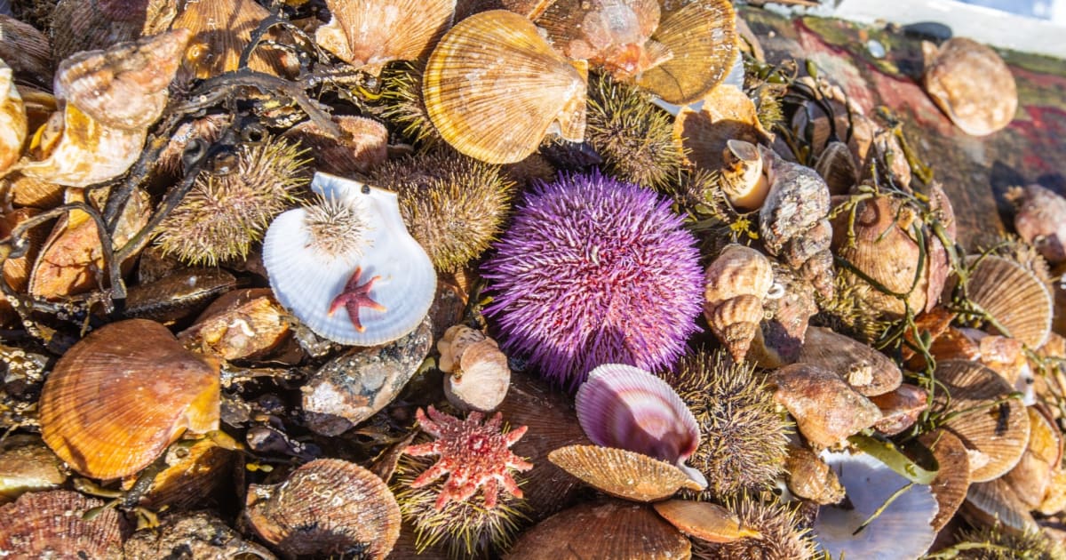 Where to sample the freshest fish and seafood across Iceland ...